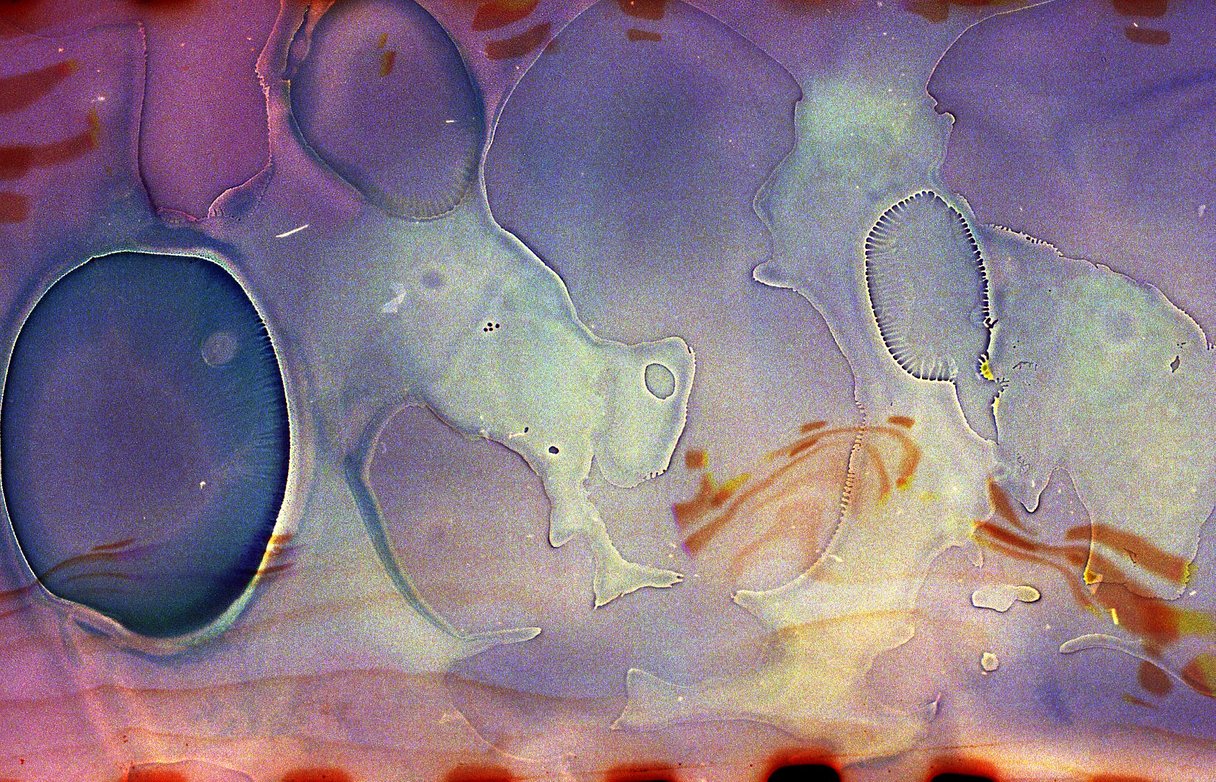 A Californian Lemonade Infused Film Soup With Katie Small · Lomography