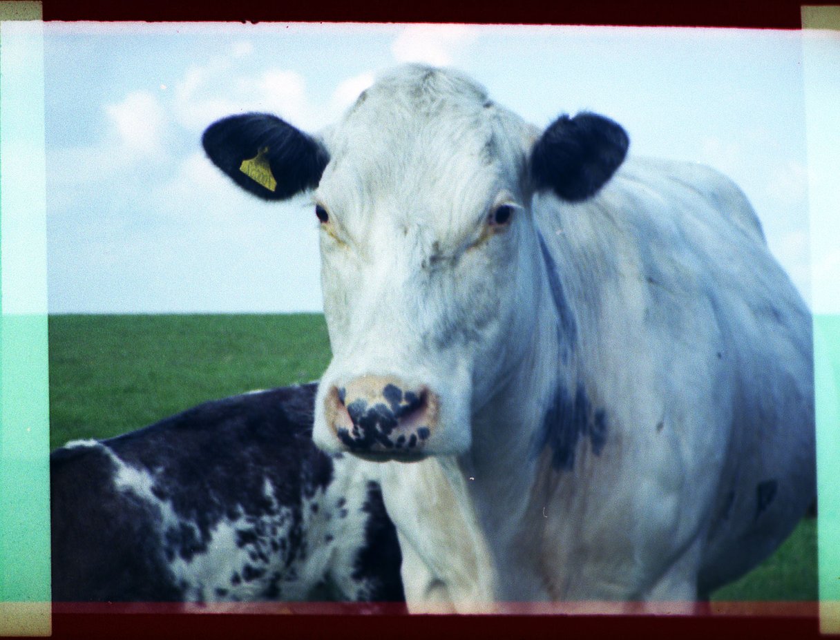 Minolta 110 Zoom SLR MkII · Lomography