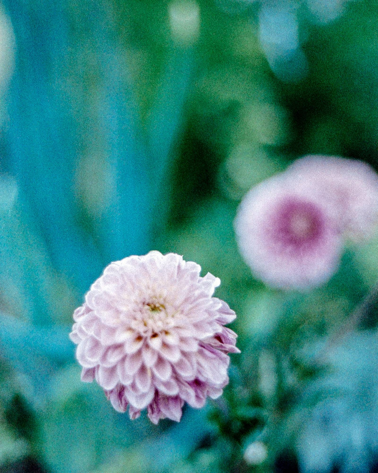 #28706431 — pixleepics · Lomography