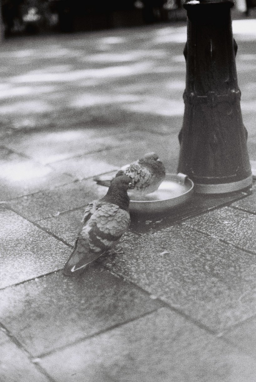 How Agitation Frequency Affects Black and White Photos · Lomography