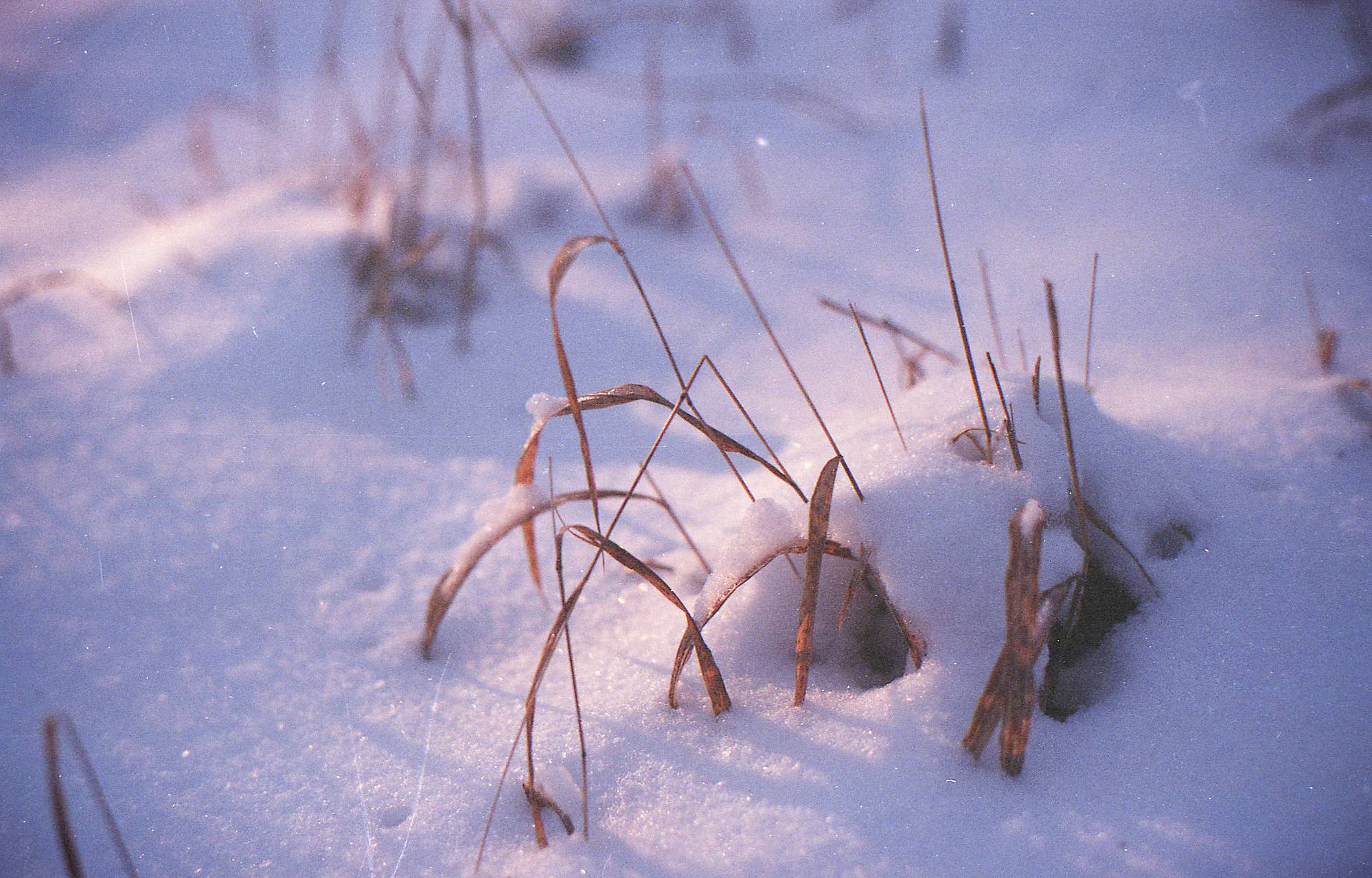 Winter - 2016 — josslen · Lomography