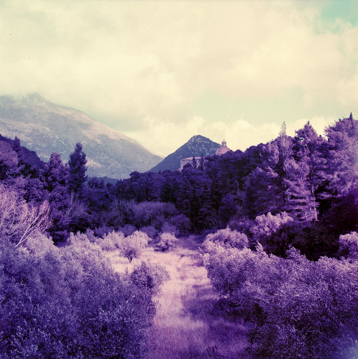 Purple Expressions: Social Media Testers Try the · Lomography