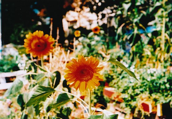 Lomography