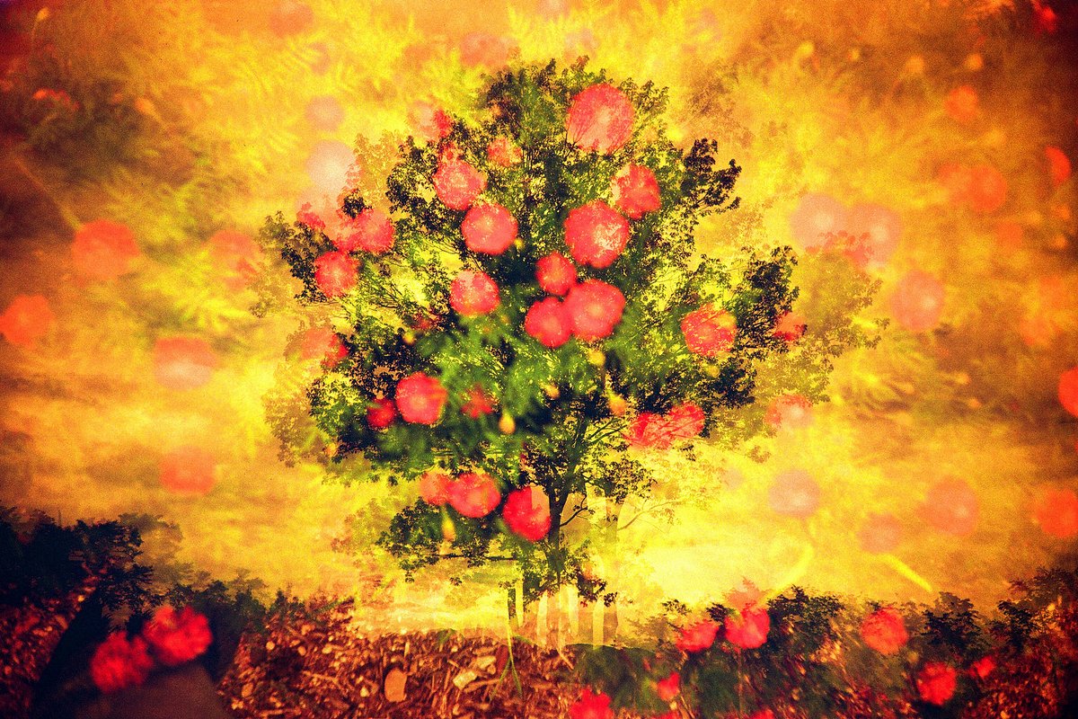 blurry world — hodachrome · Lomography