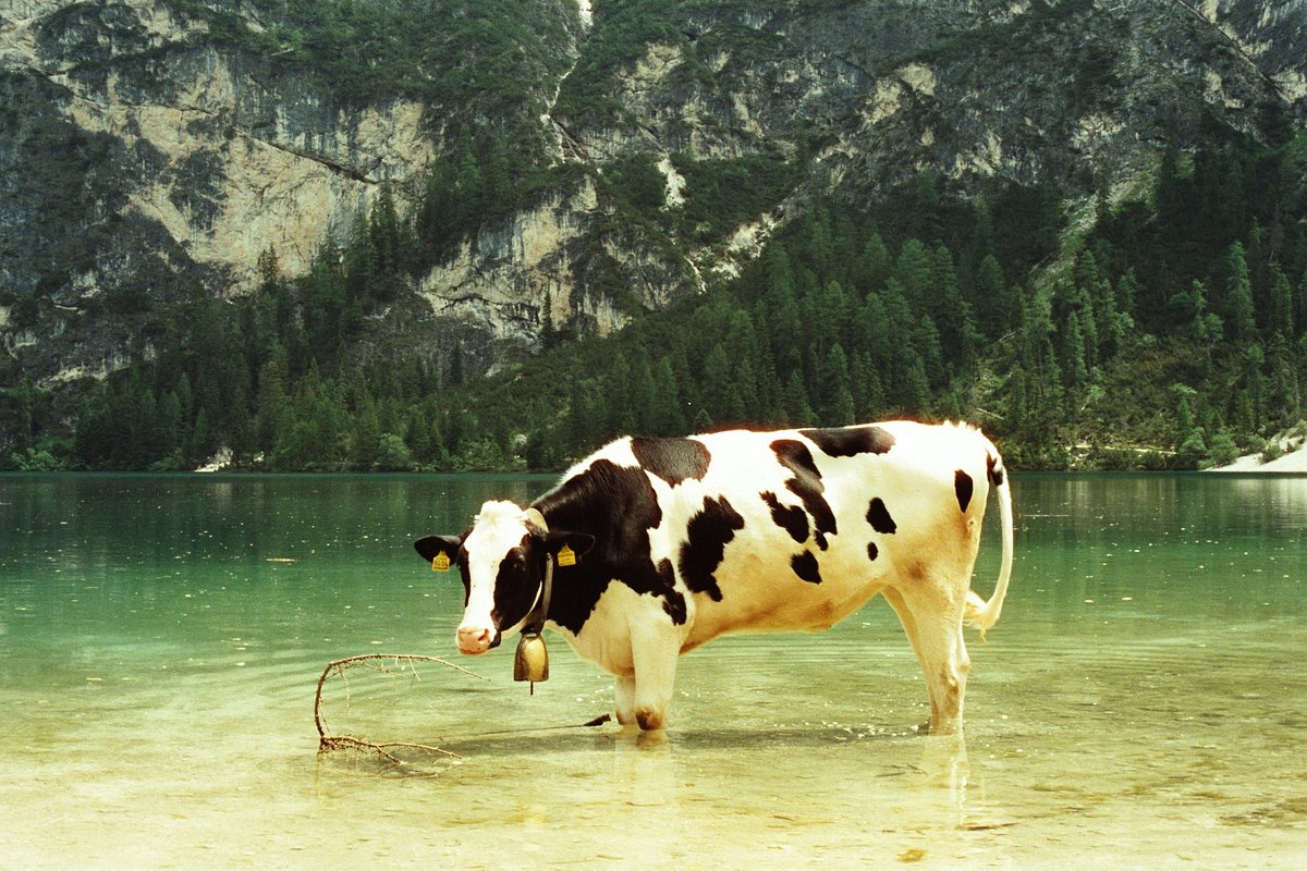 MUUUU — beppe94 · Lomography