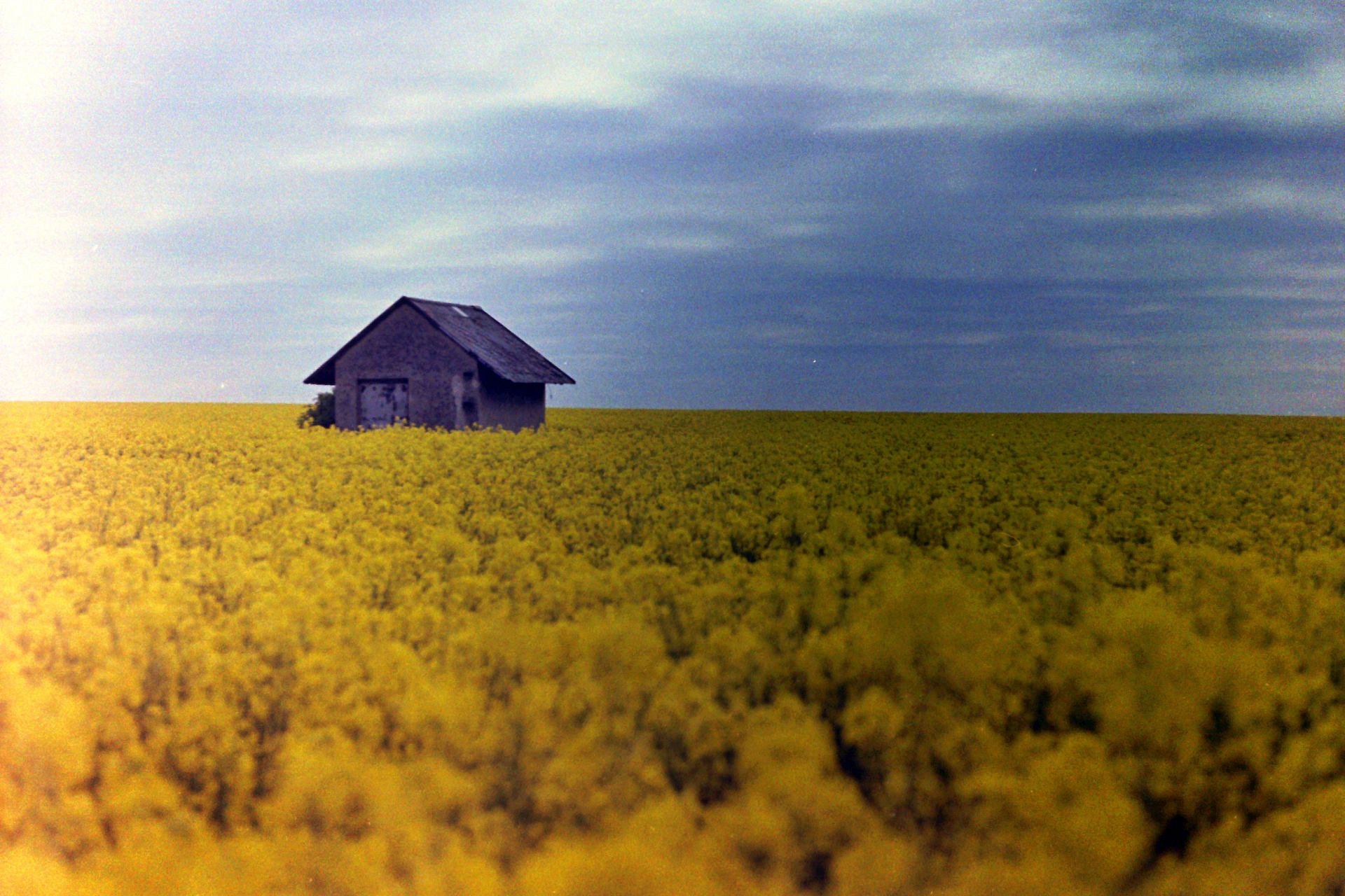 #25019043 — gesp · Lomography