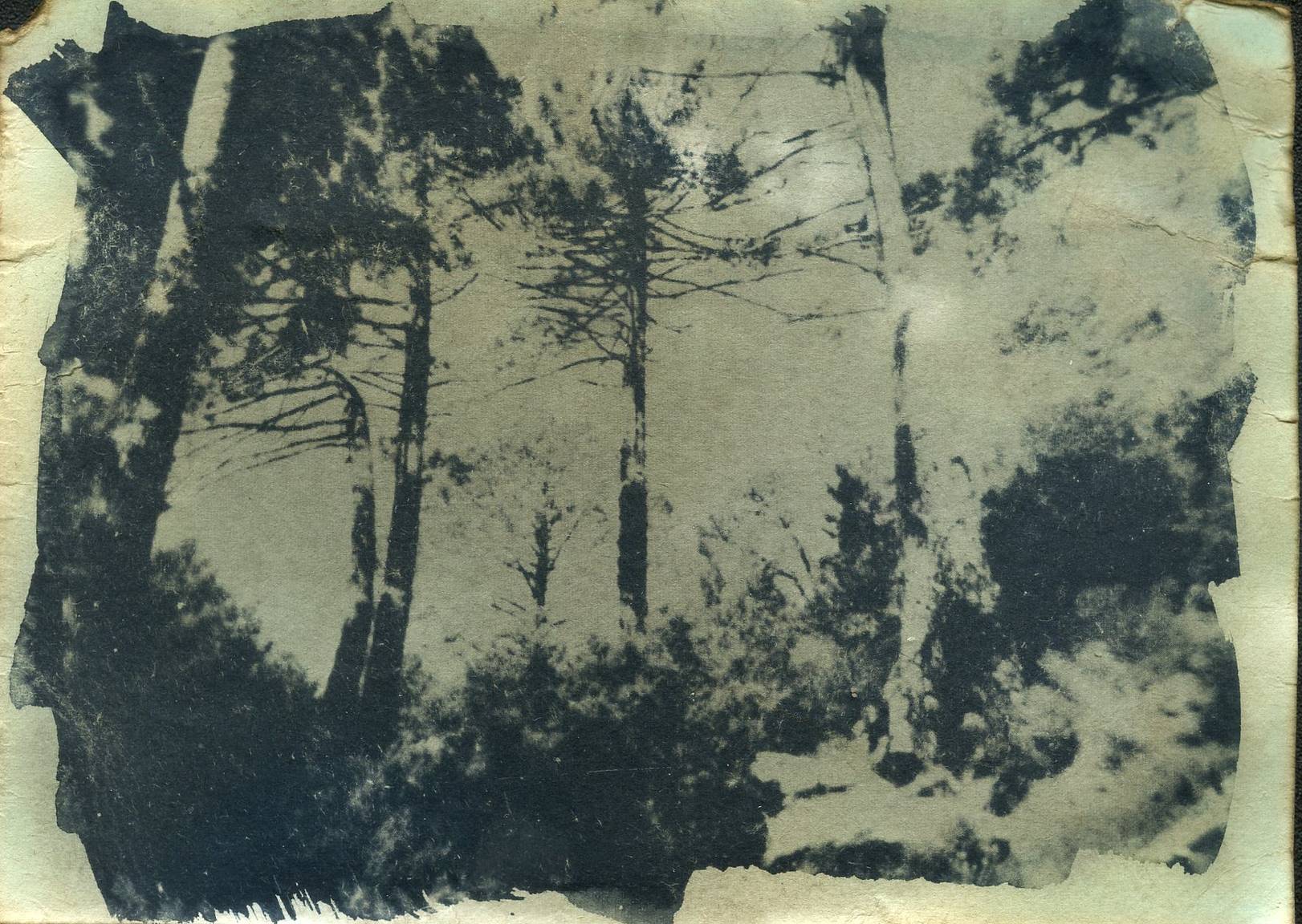 Tipster: Tinting and Staining Cyanotypes · Lomography