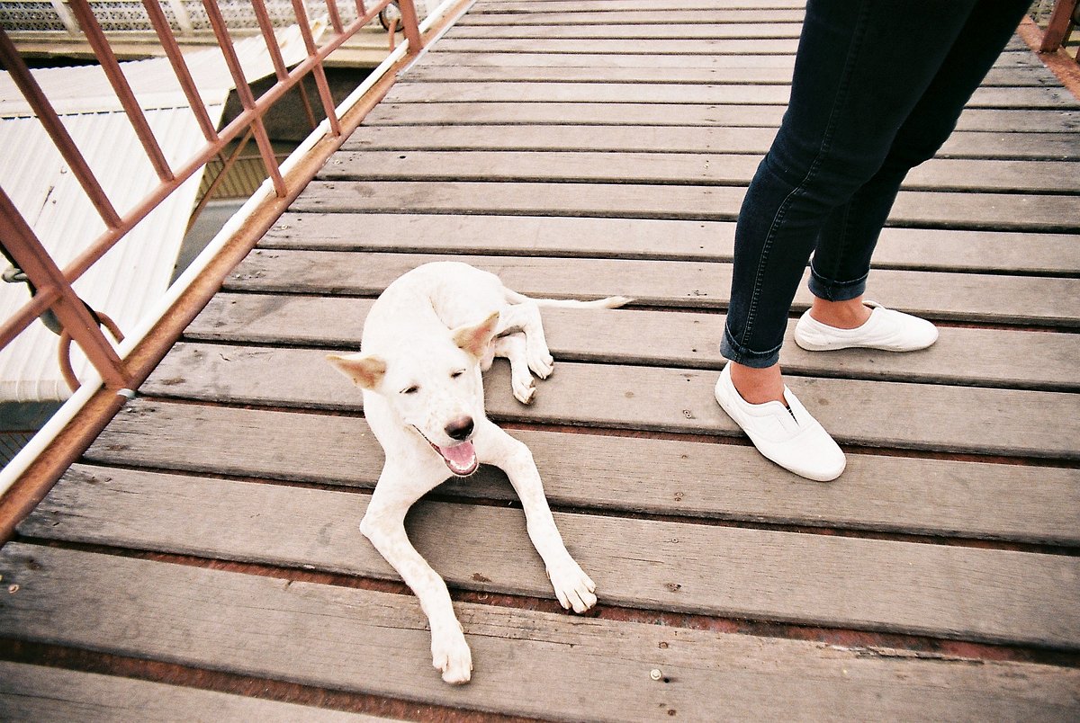 #22776759 — modern_nmt · Lomography