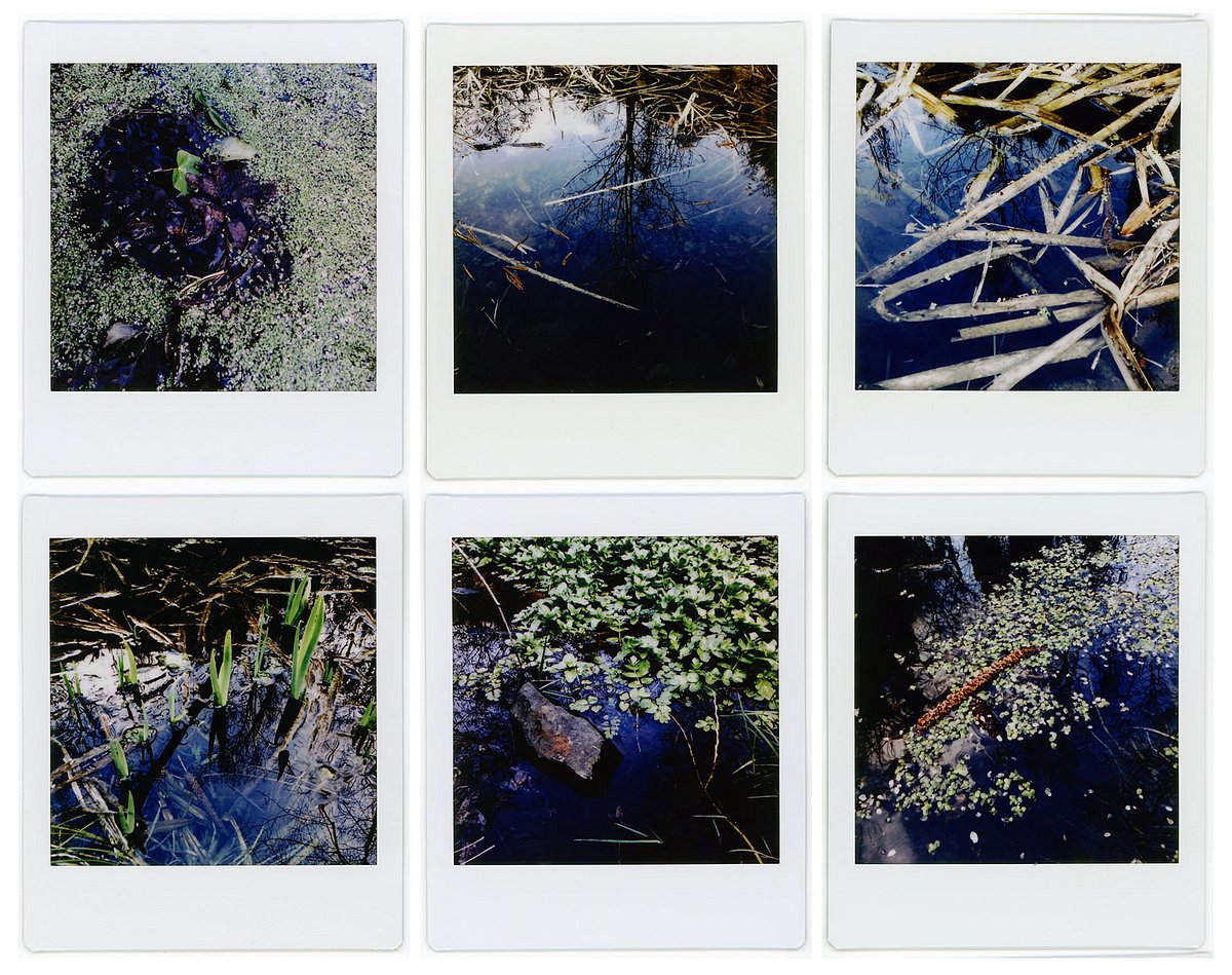 Swamp — enricoc · Lomography