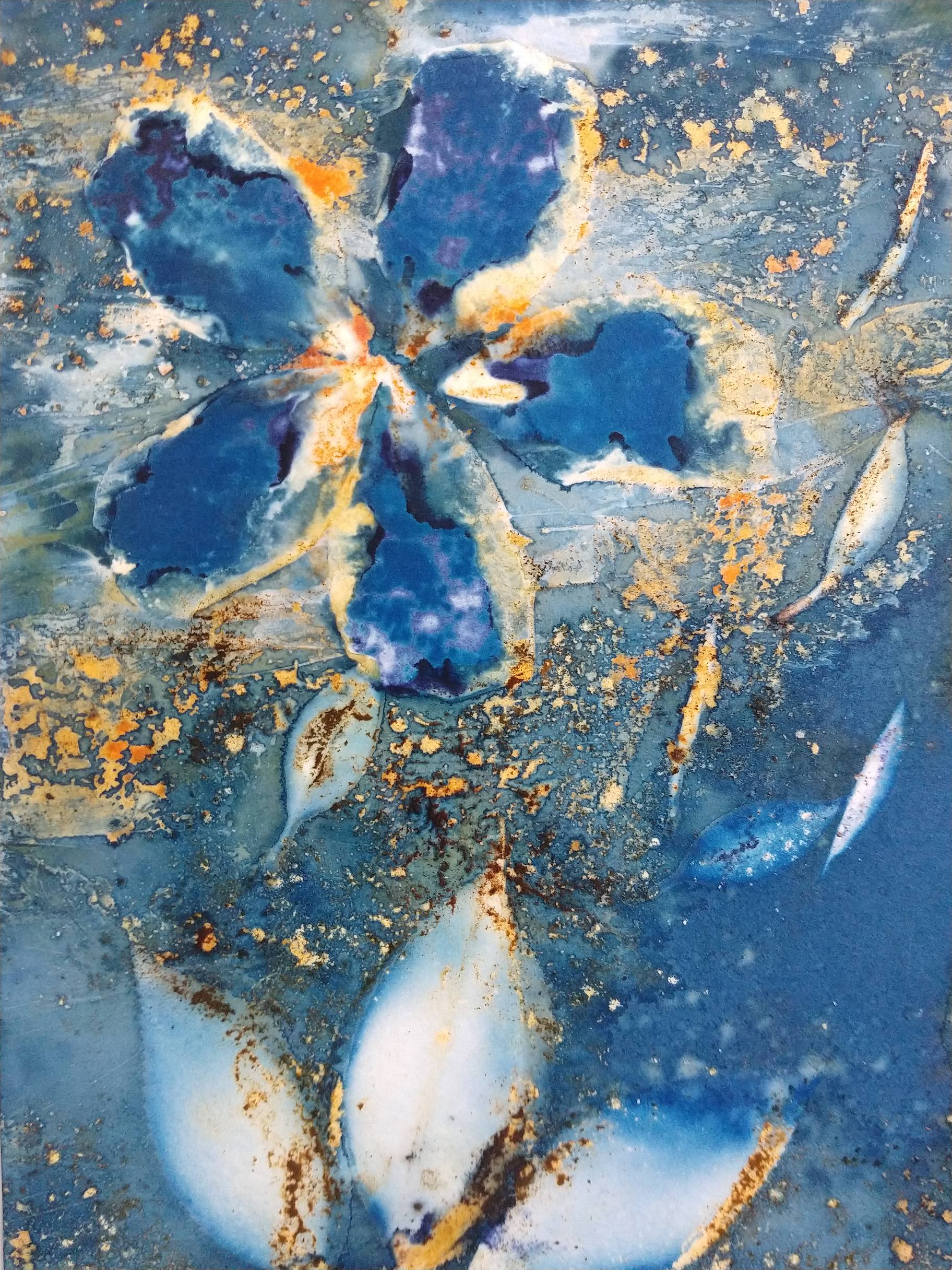 Speck of Stardust: Mandy Kerr’s Wet Cyanotypes · Lomography
