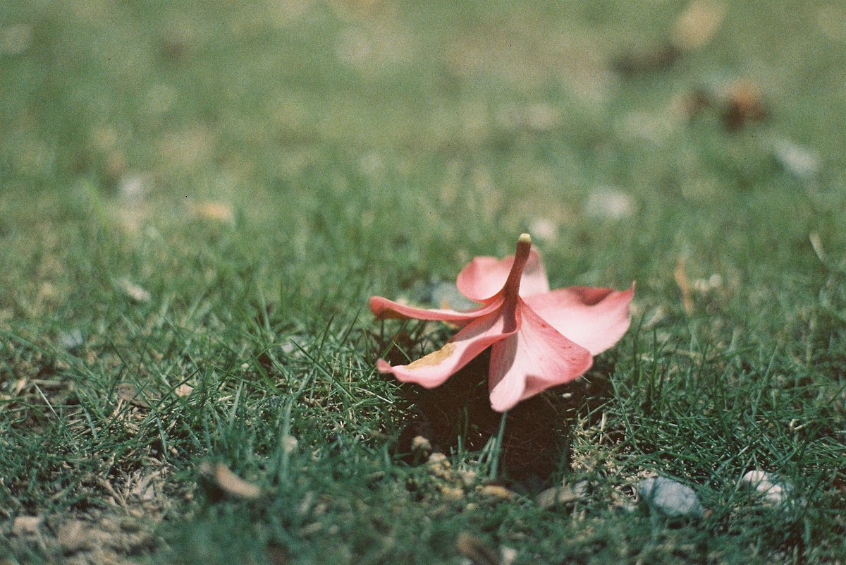 #25032257 — modern_nmt · Lomography