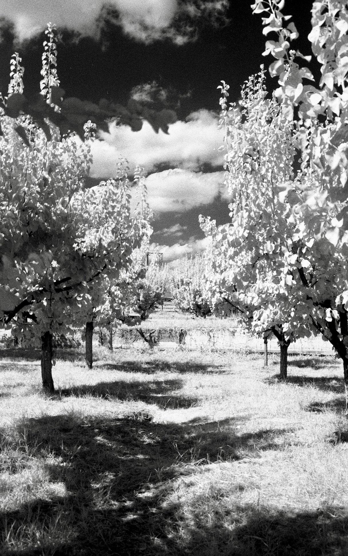 Apricots dreaming — costin · Lomography