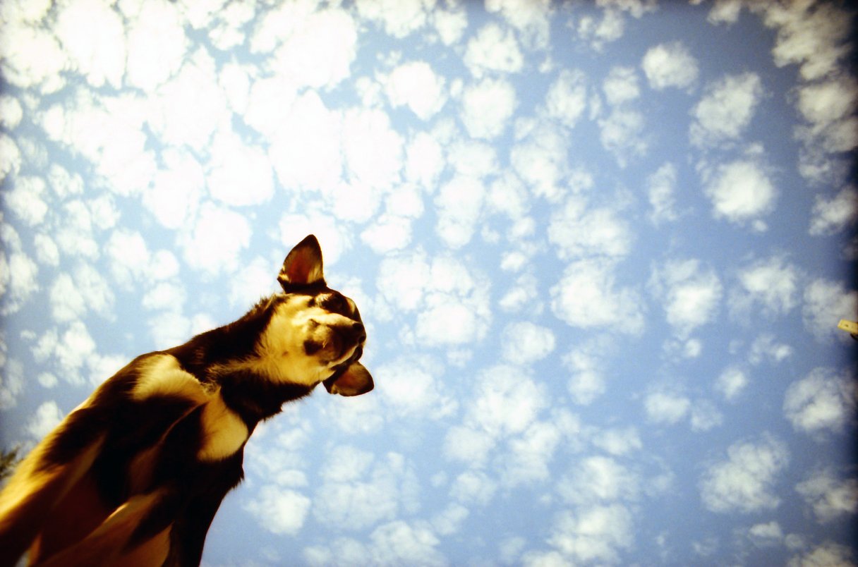 The Language of Photography · Lomography