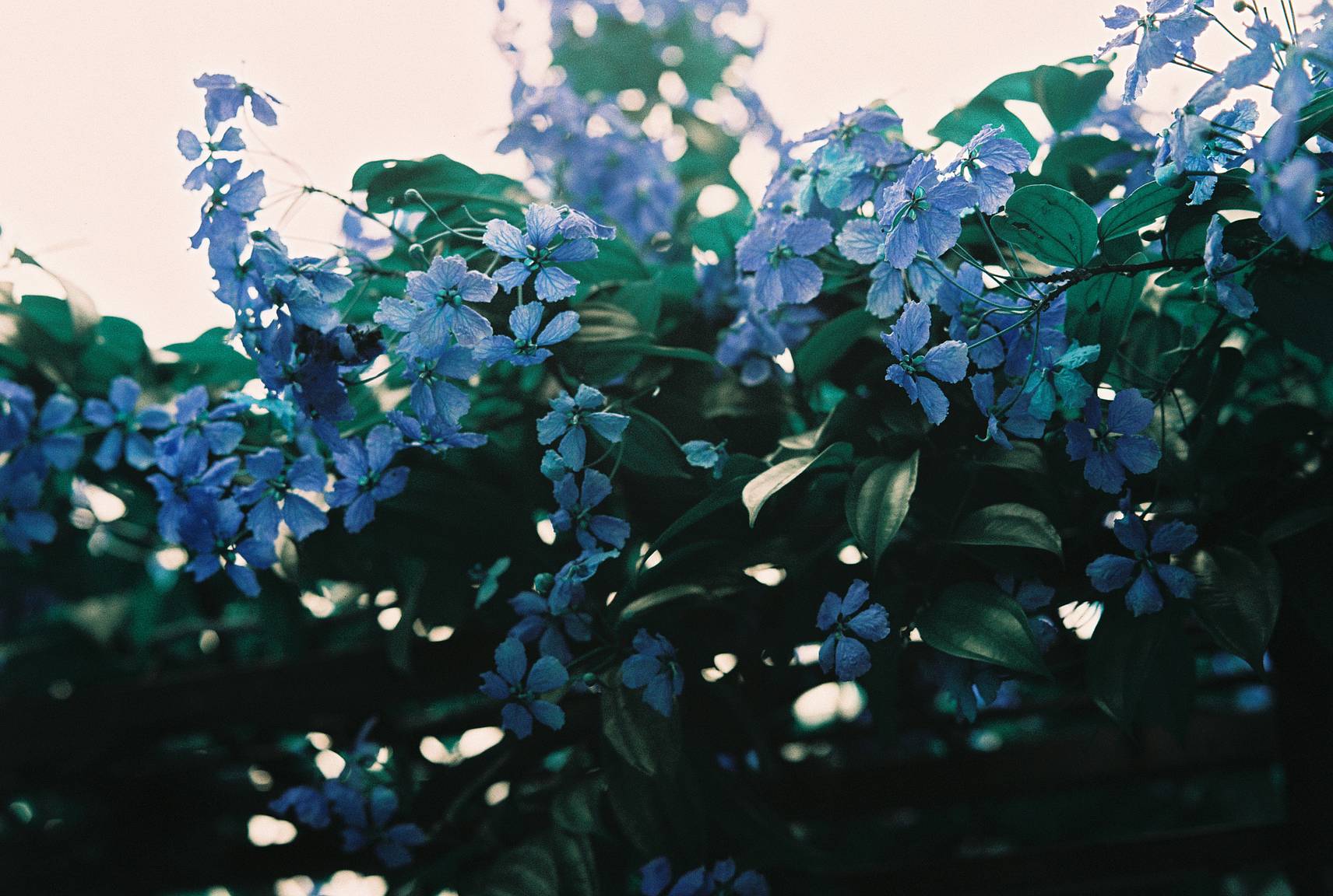 Didi Satriadi Explores Medium Format with LomoChrome · Lomography