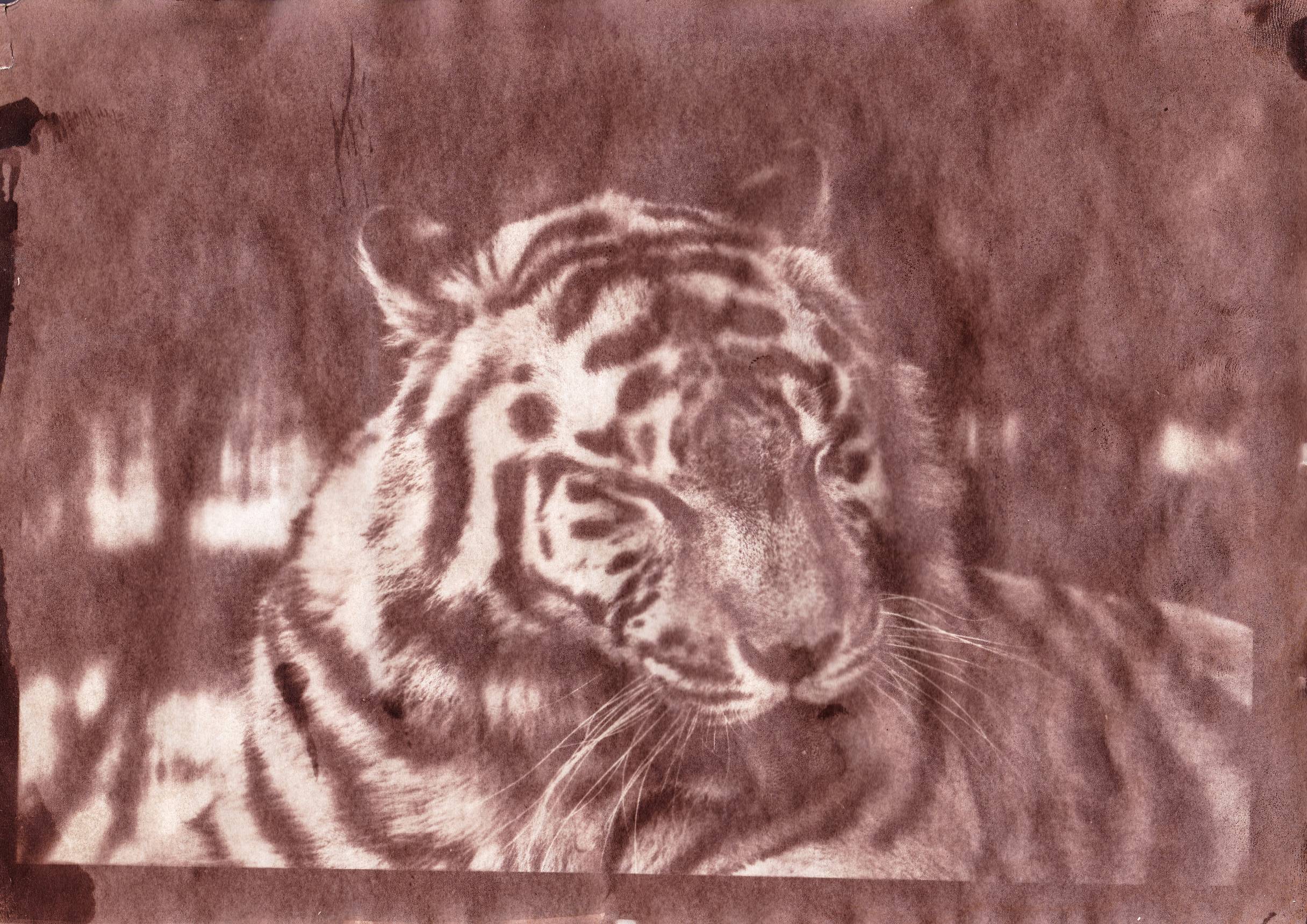 Alternative Processes: How to Make Salt Prints · Lomography