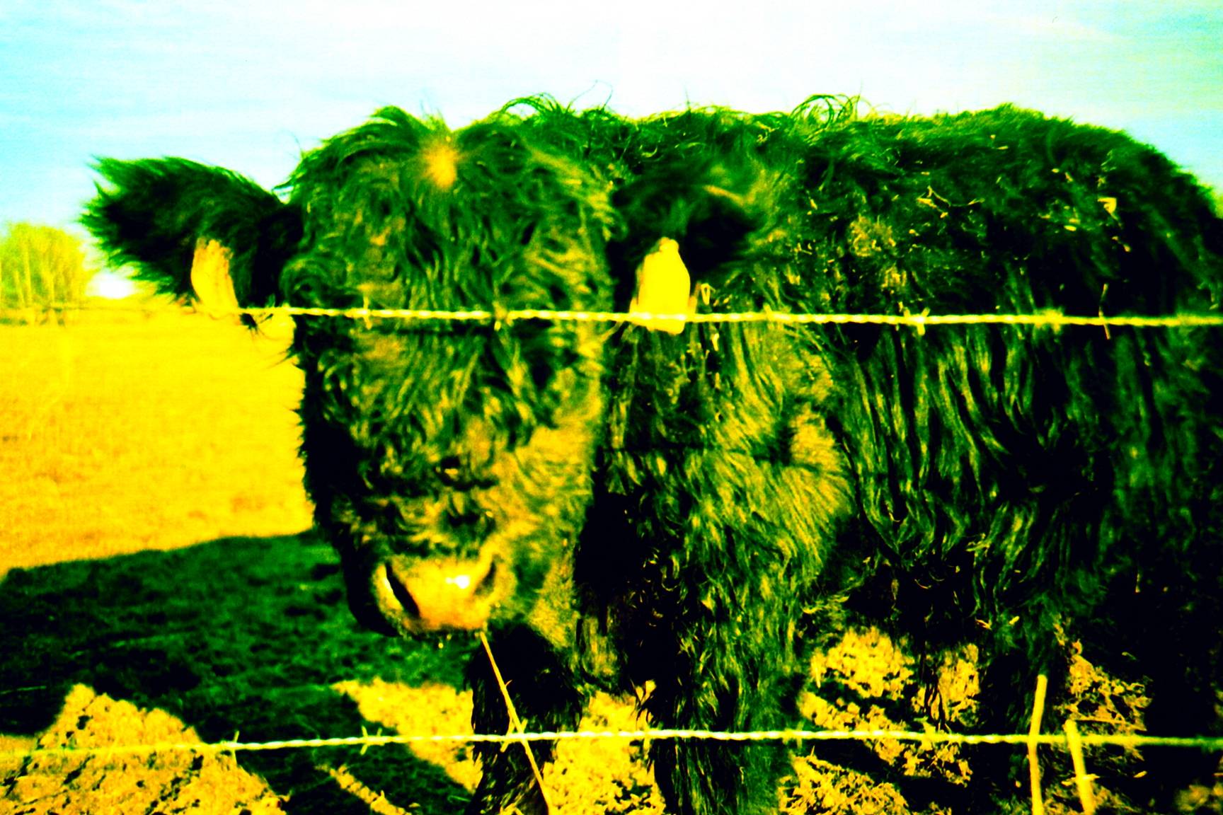 Pushing, Pulling, Cross-Processing – What? · Lomography