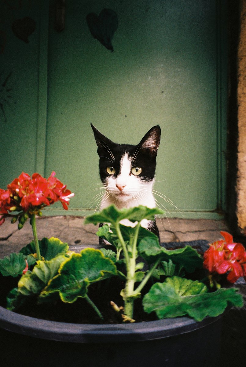 #26645394 — jckgmrk · Lomography