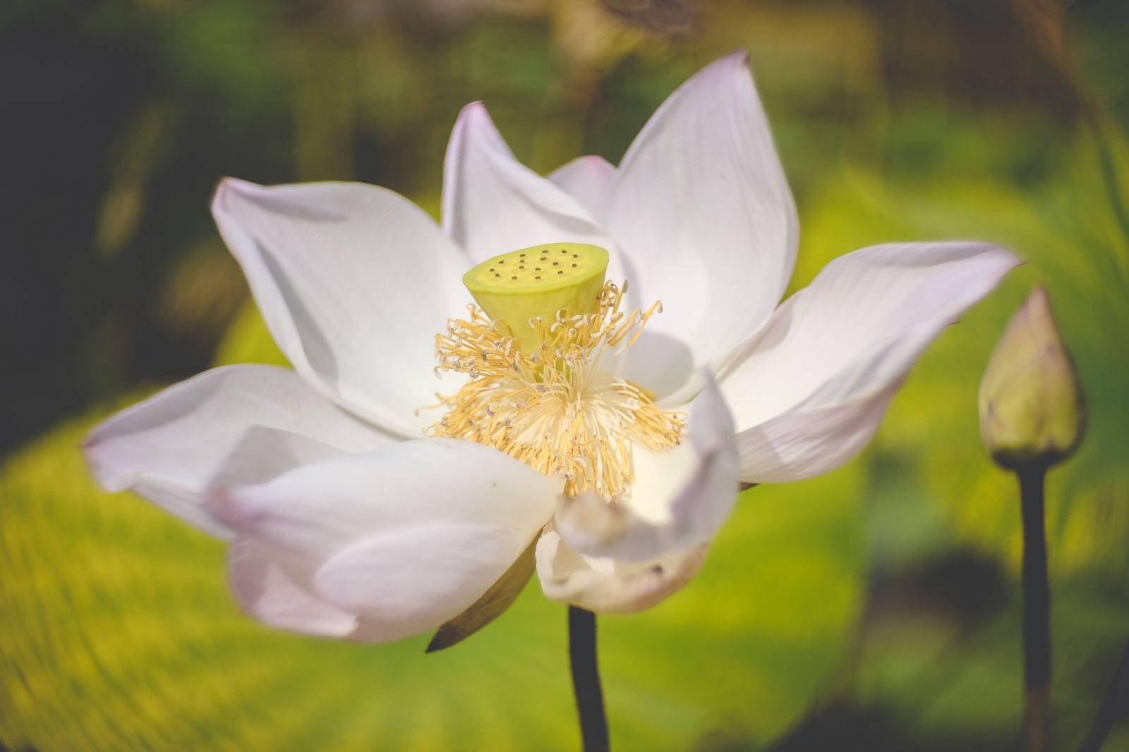 Celebration of Life: Hendra Lauw and the Petzval 58 Bokeh · Lomography