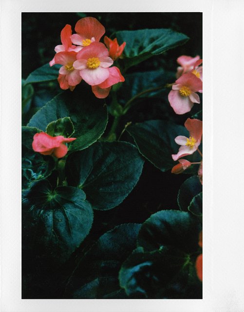 Gallery: Getting Up Close & Intimate with the · Lomography