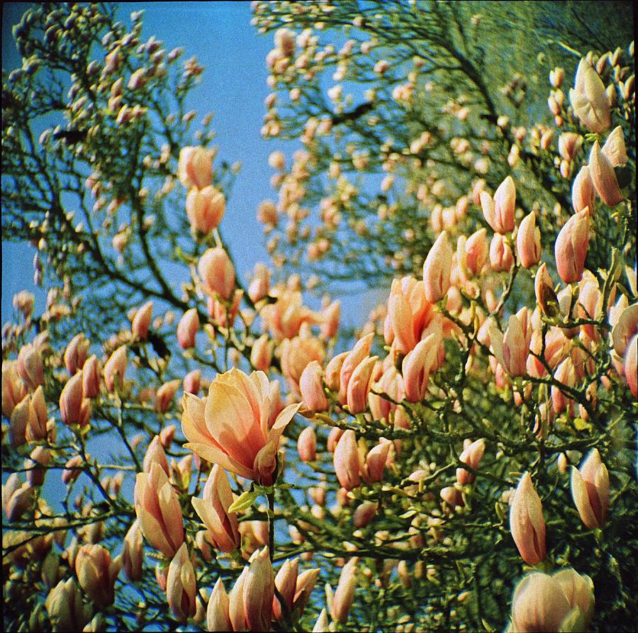 A Newbie's Guide to the Diana F+ Family · Lomography