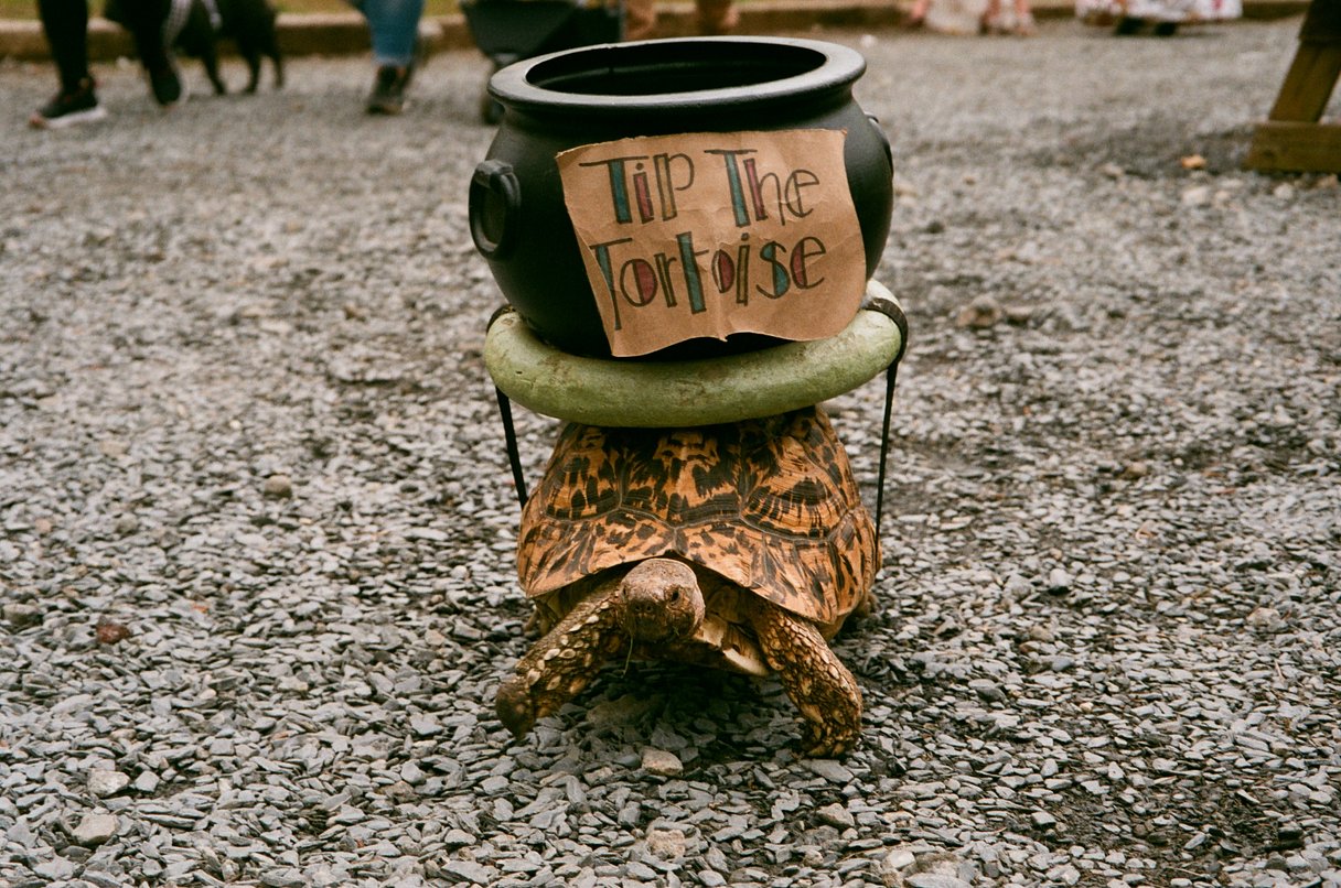 Tip the Tortoise — missingeve · Lomography