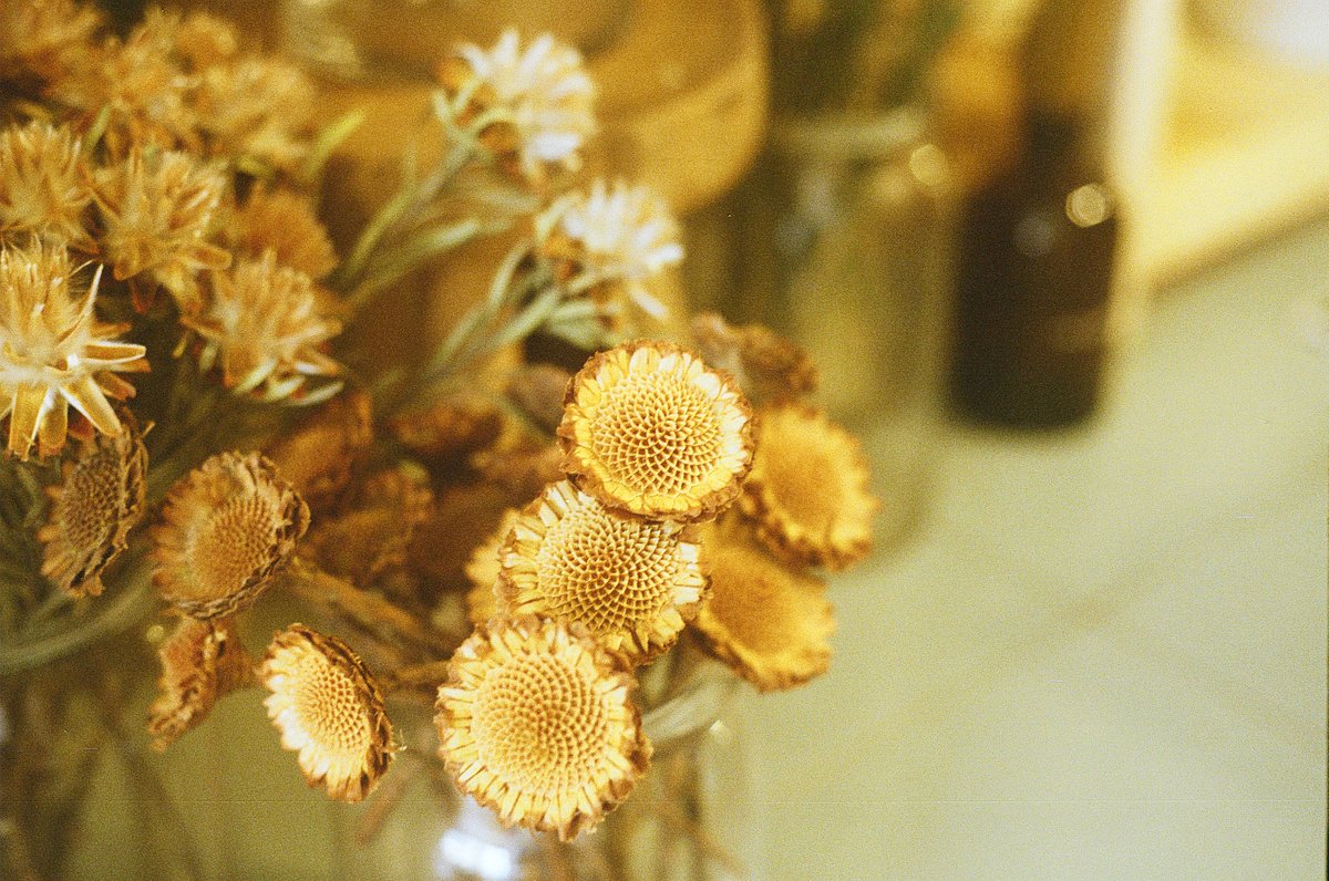 #26047458 — badkit · Lomography