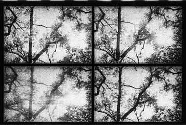 Camera: Quad Cam · Lomography