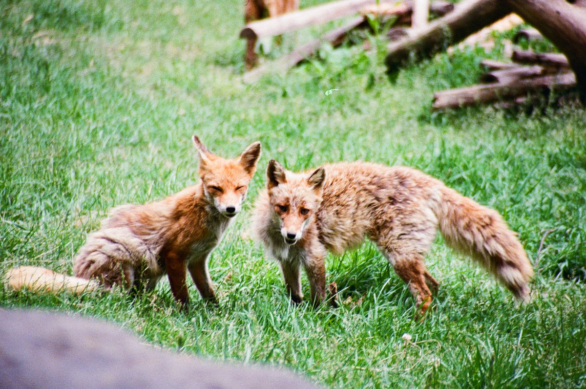 #29535623 — vinnylee · Lomography
