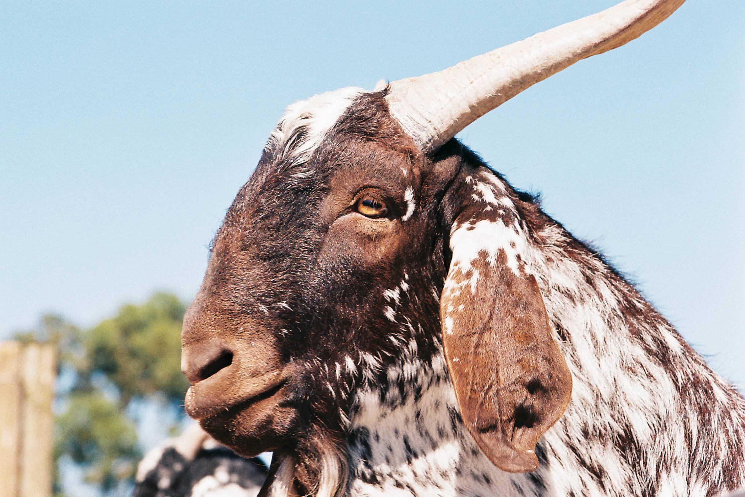 Goat — runningbear · Lomography
