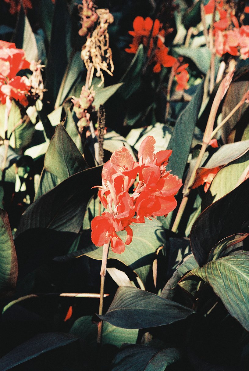 พบกับ LomoChrome Classicolor ISO 200: · Lomography