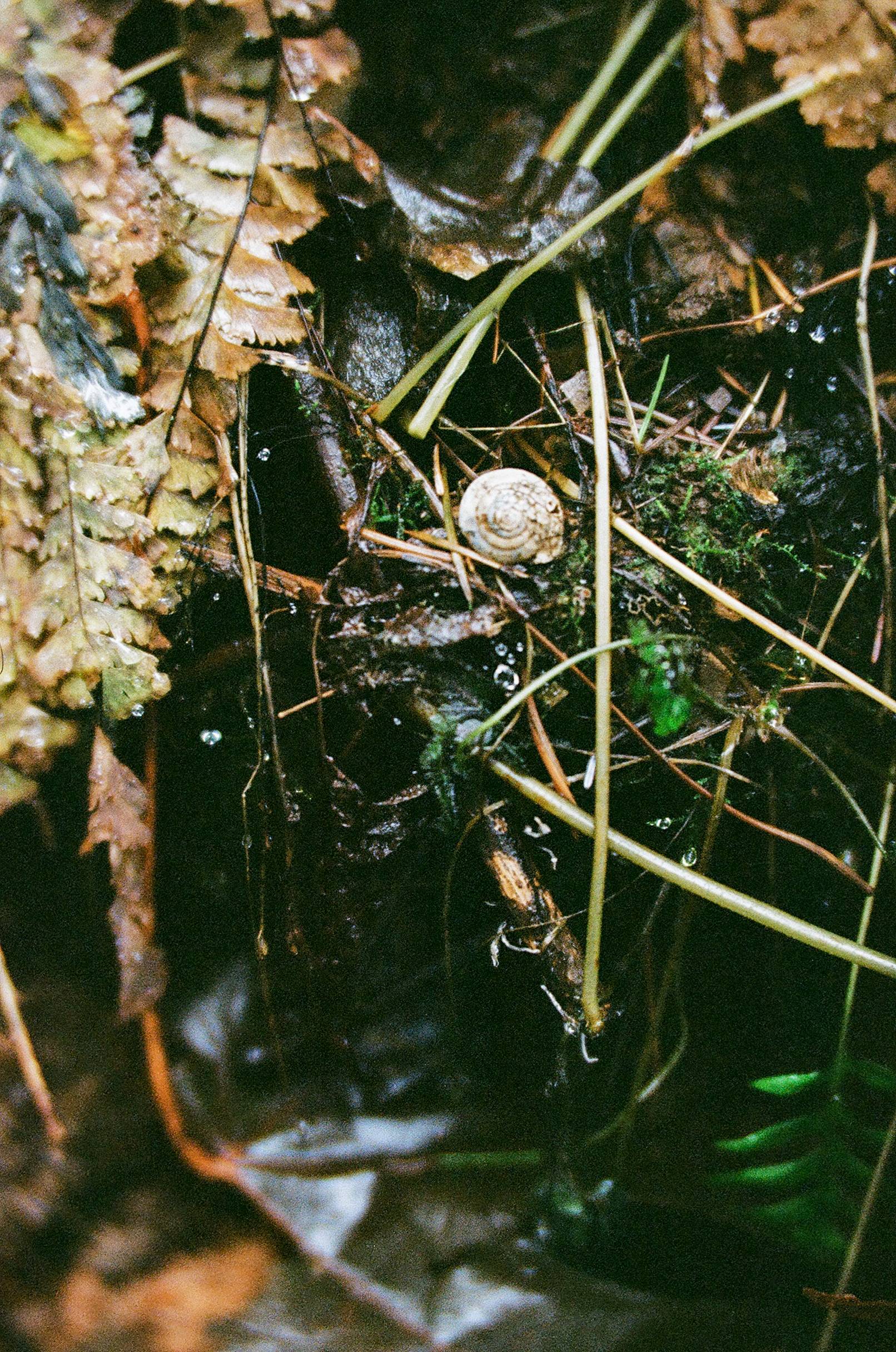 From Natural Landscapes to Musical Portraits: Katie Small · Lomography