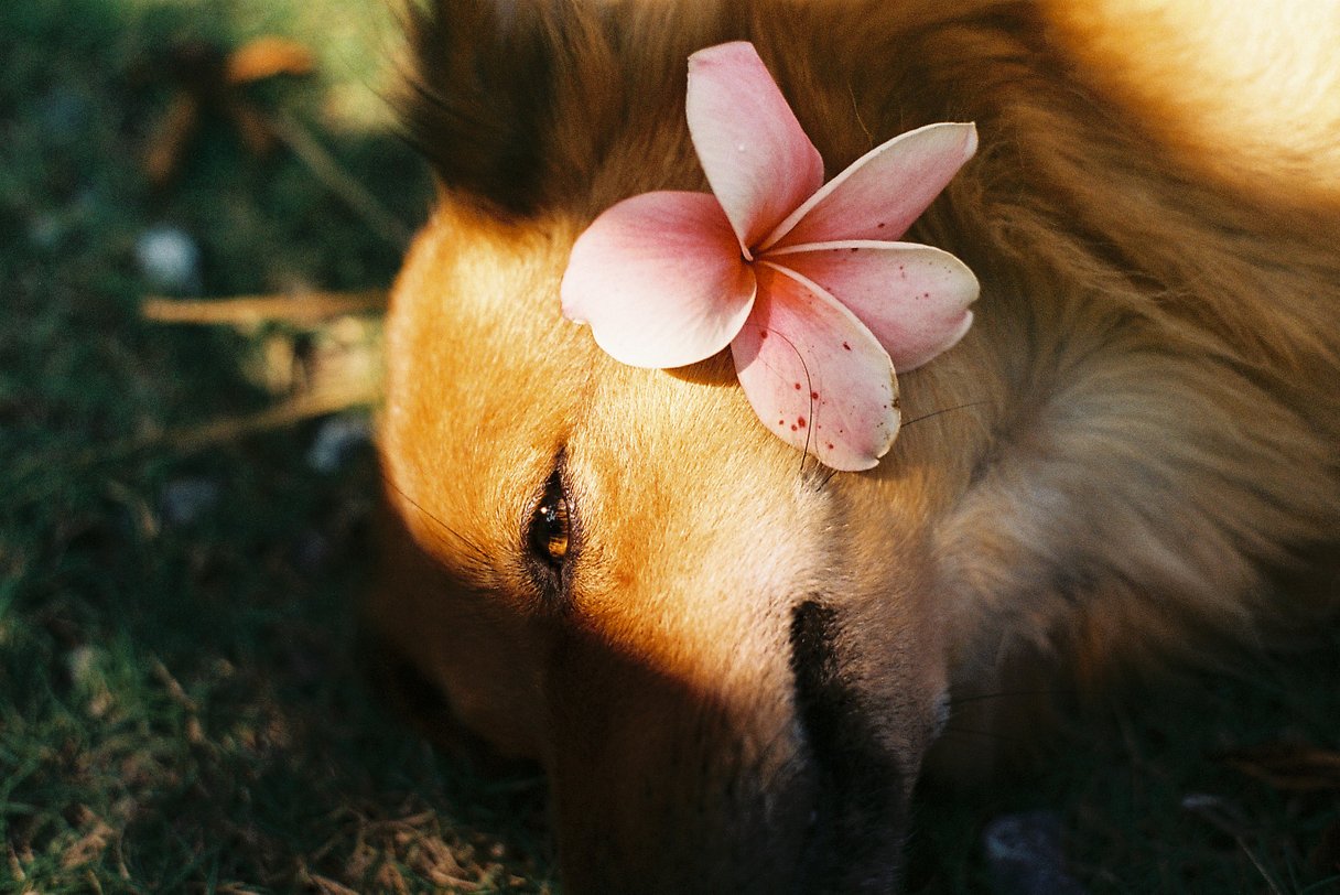 #25669618 — modern_nmt · Lomography