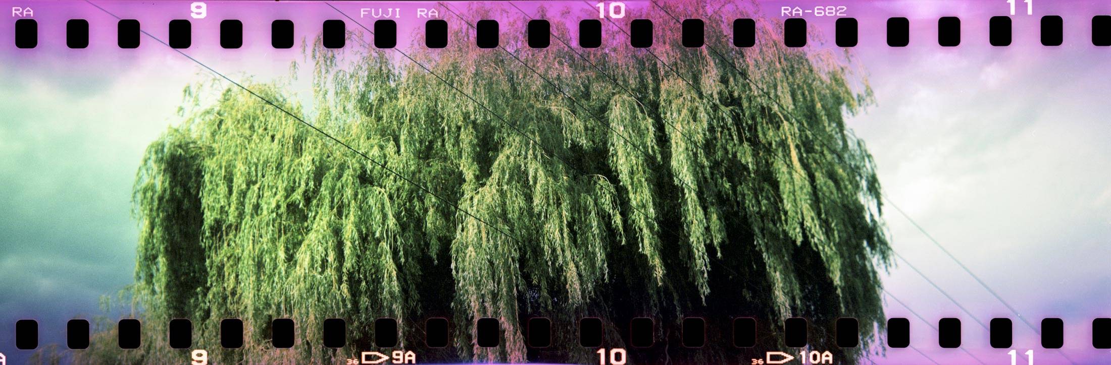 Holga 120 Pan: The Lightweight Panoramic Miracle · Lomography