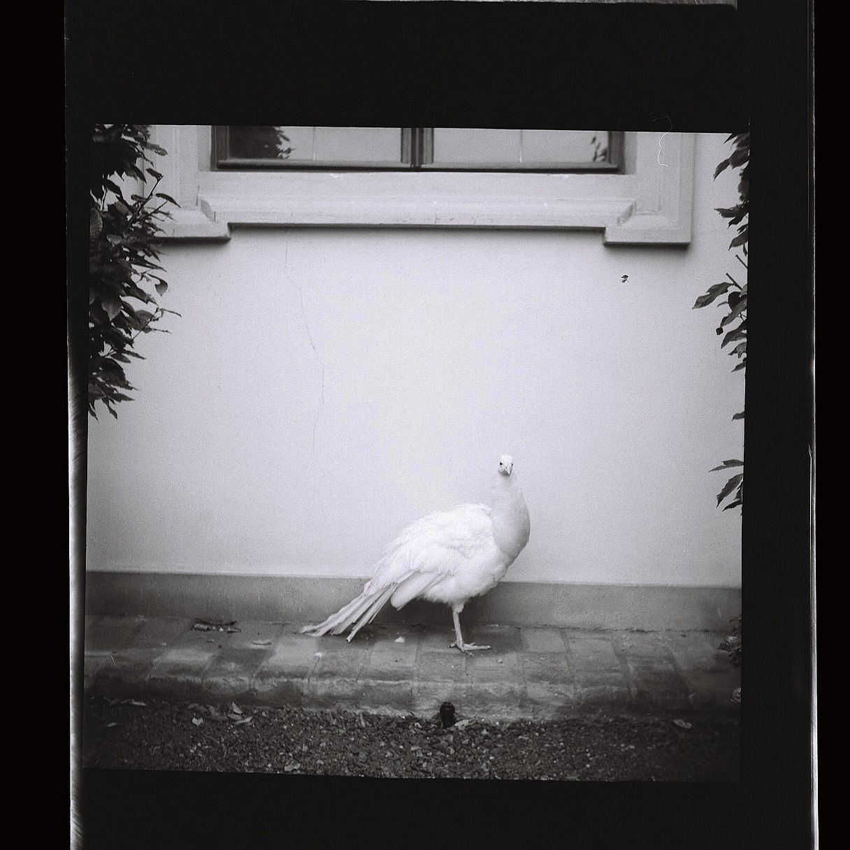 The Life and Death of 127 Film · Lomography