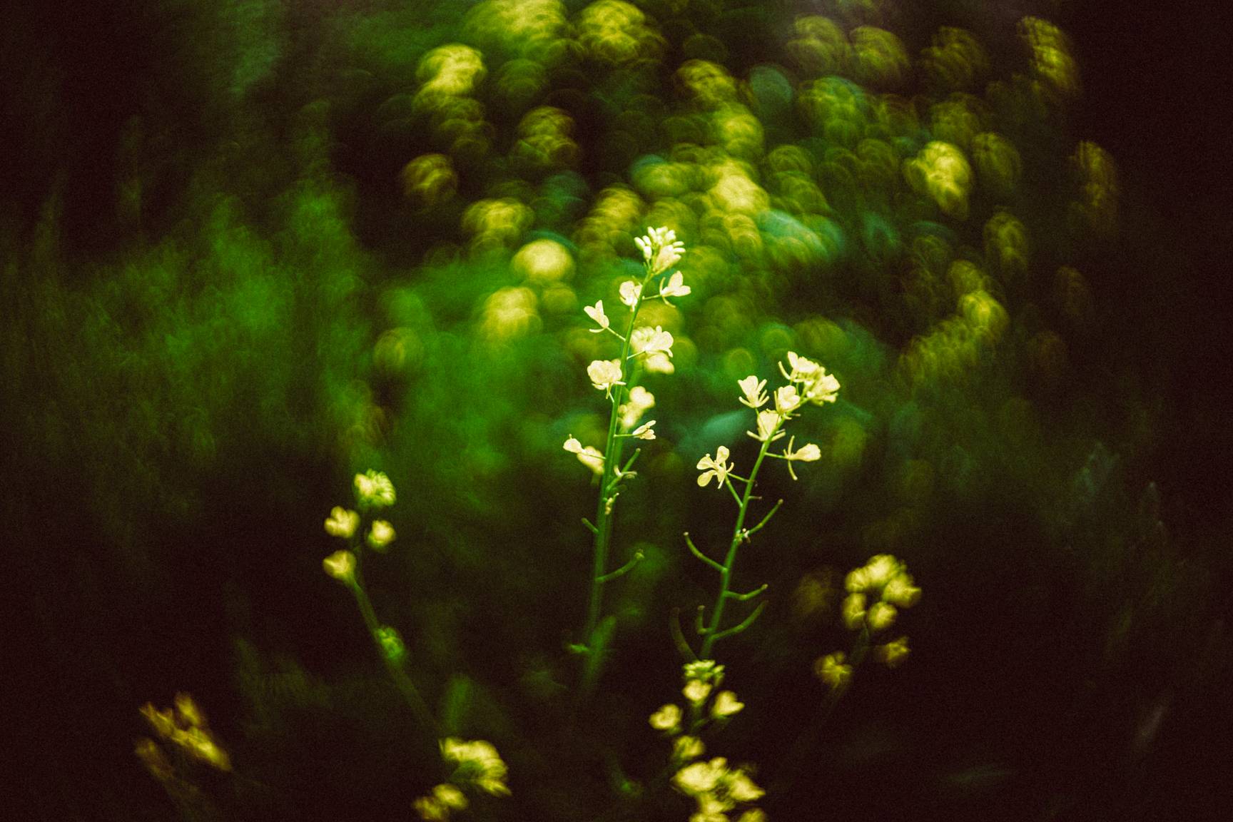Yusuke Nakamura's Expansive Portraits with the Joseph · Lomography