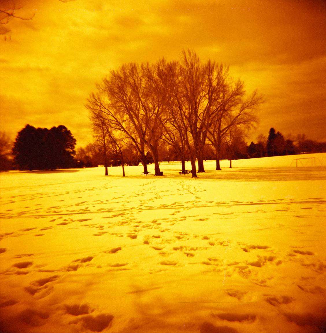 Some Tips on Going Redscale · Lomography