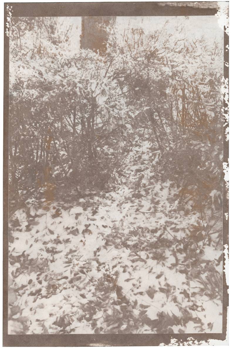Alternative Printing Process: Salt Prints · Lomography