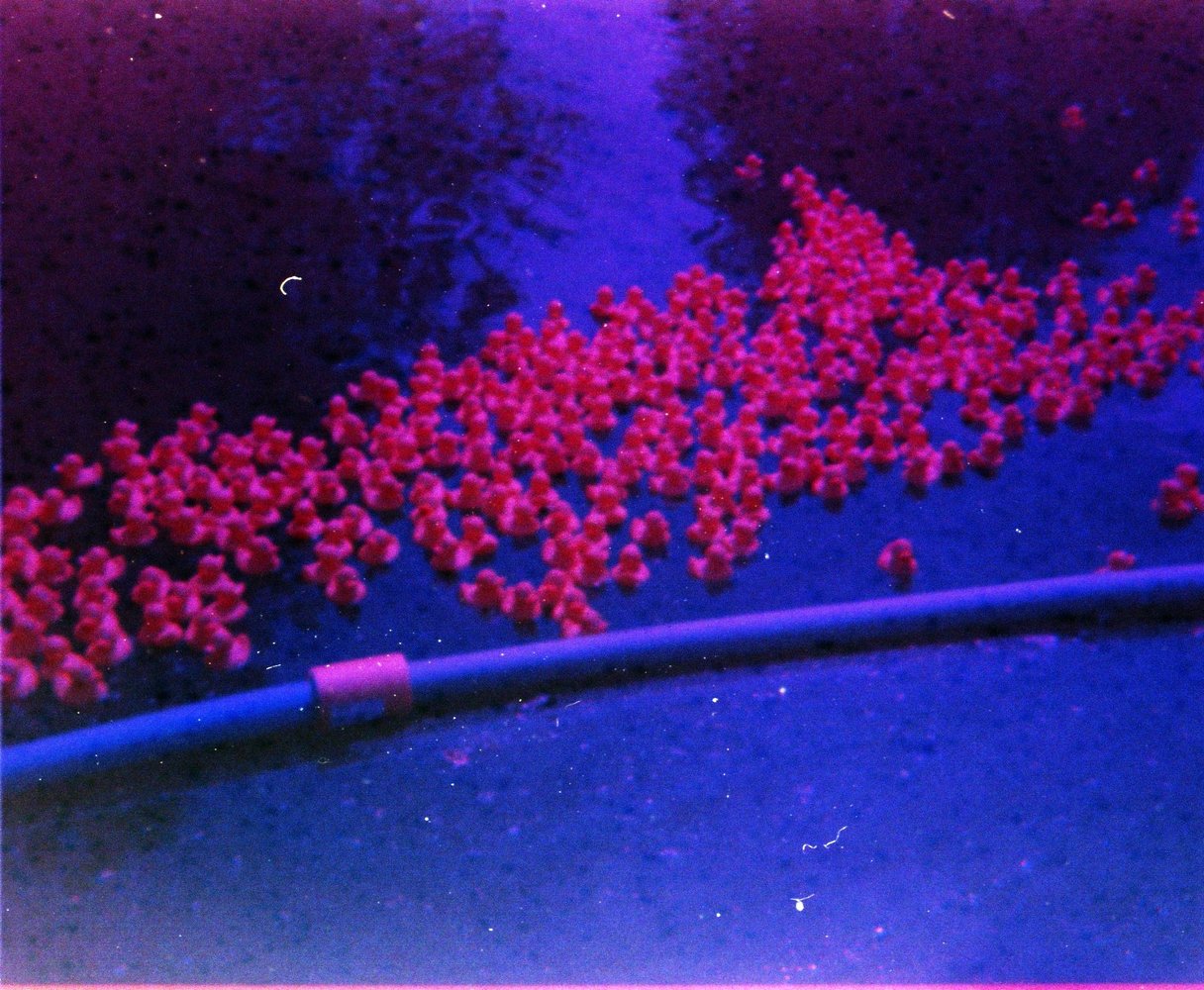 Film Format Fun: 126 Instamatic Film · Lomography