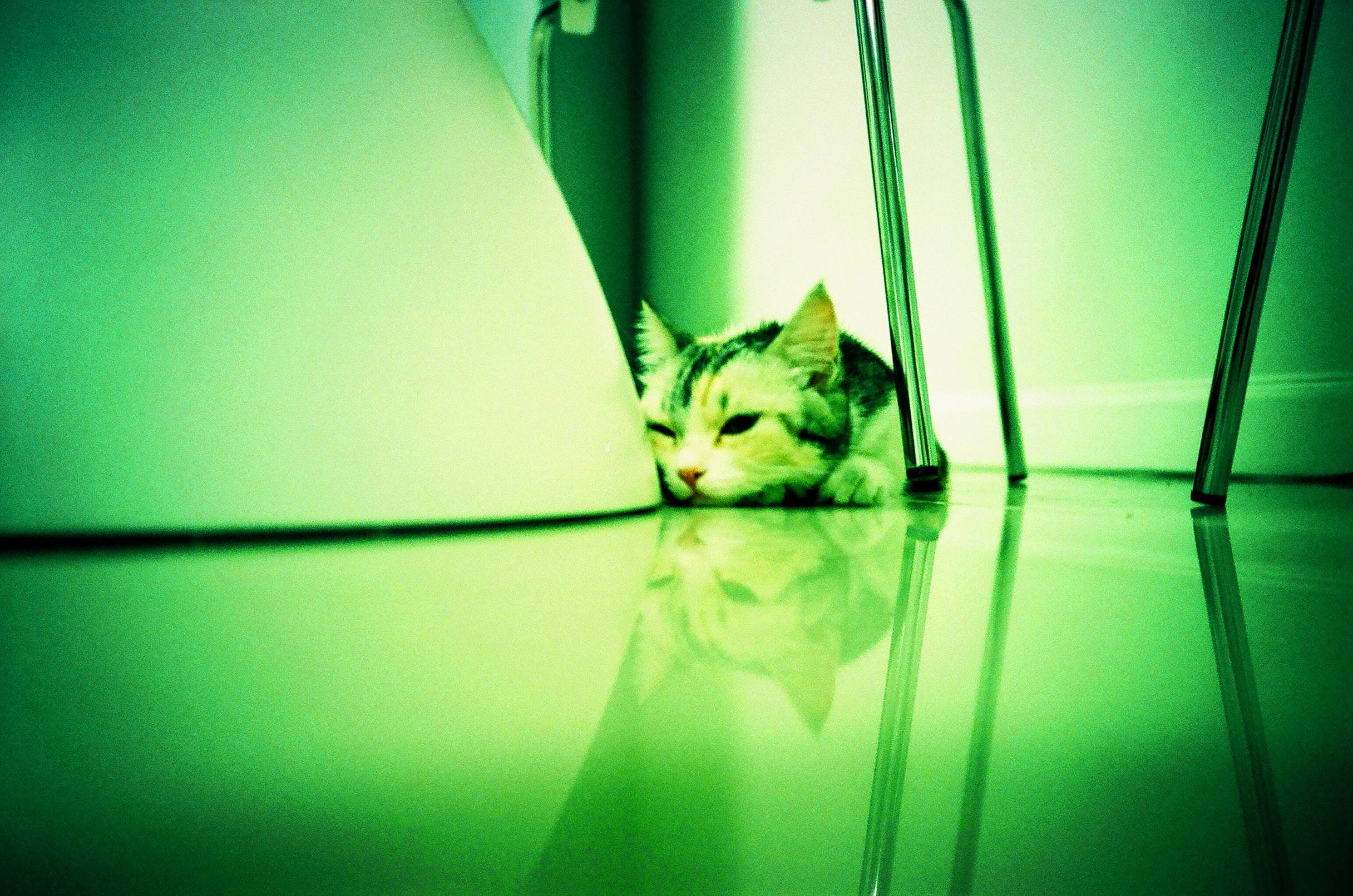 10 Cool Compact Film Cameras to Slip in Your Pocket · Lomography