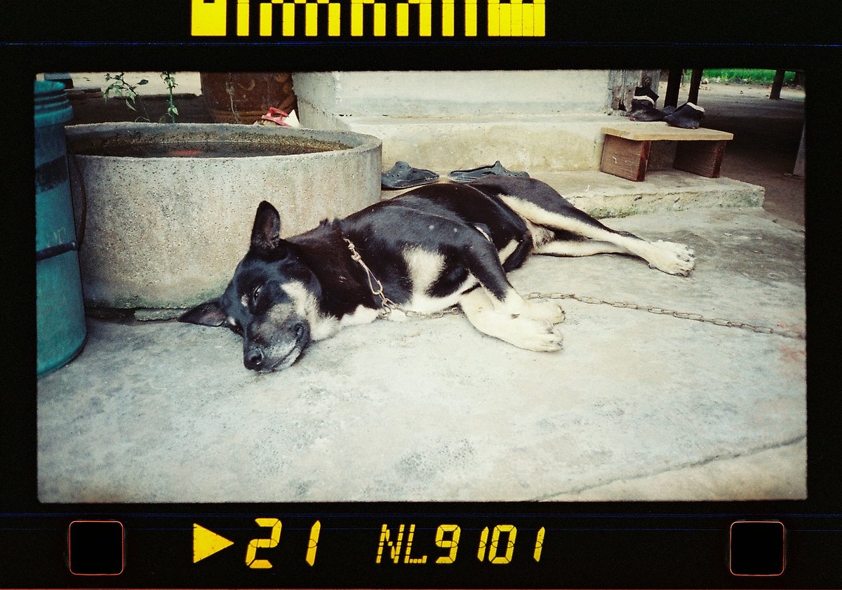 #23210026 — modern_nmt · Lomography
