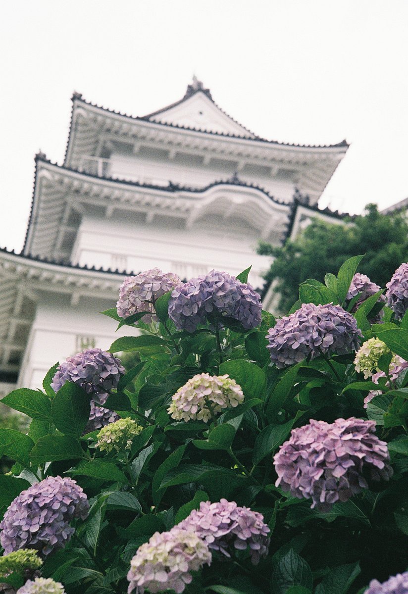 ODAWARA CASTLE ＋ HYDRANGEA — 46969ma · Lomography