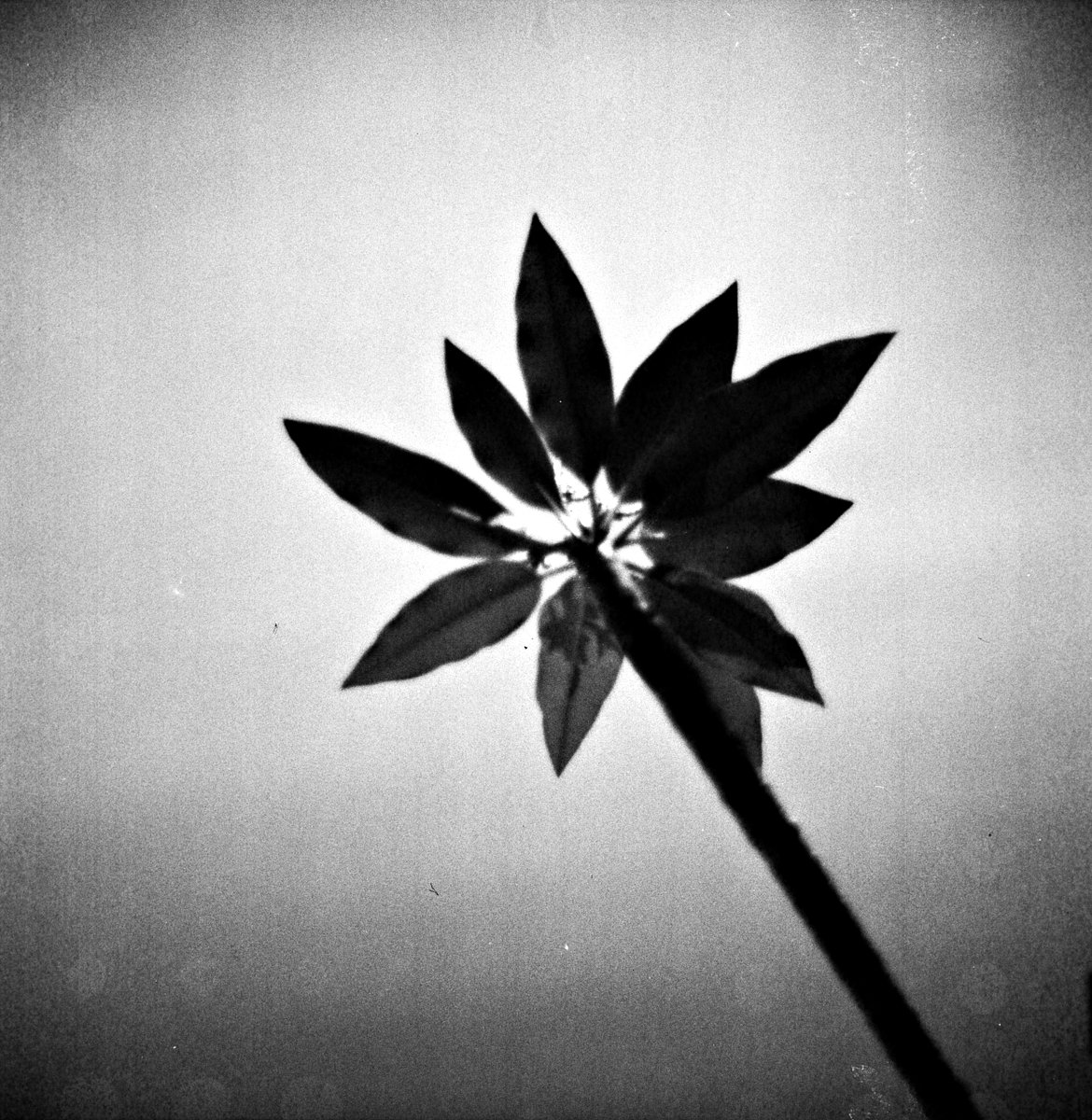 #21064348 — modern_nmt · Lomography