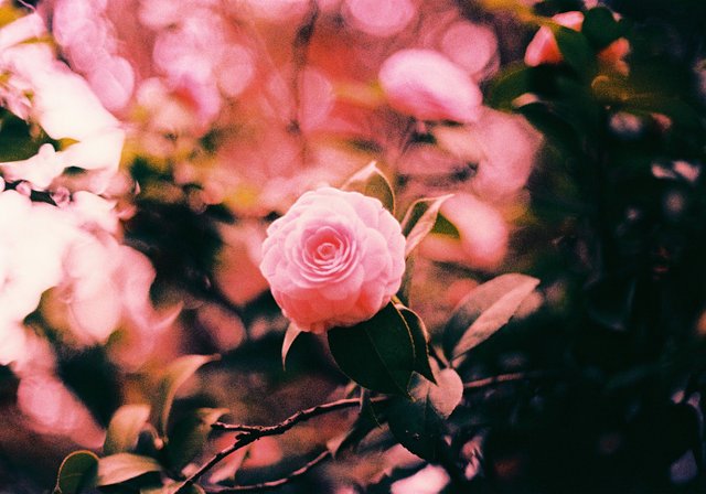 A Review of the Nikon F2 · Lomography