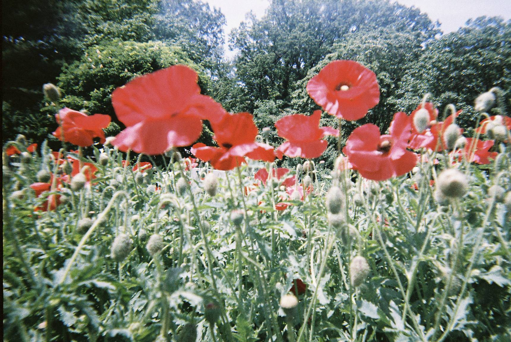 A Weekend Getaway with the Simple Use Reloadable Film · Lomography
