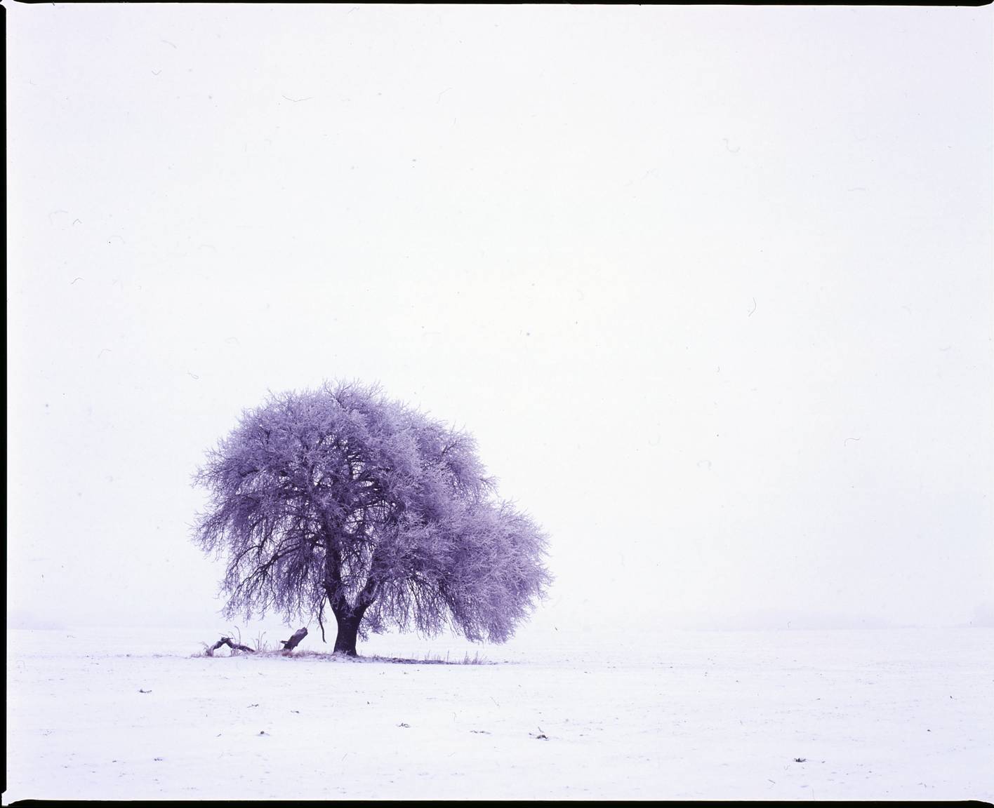 The Language of Photography · Lomography